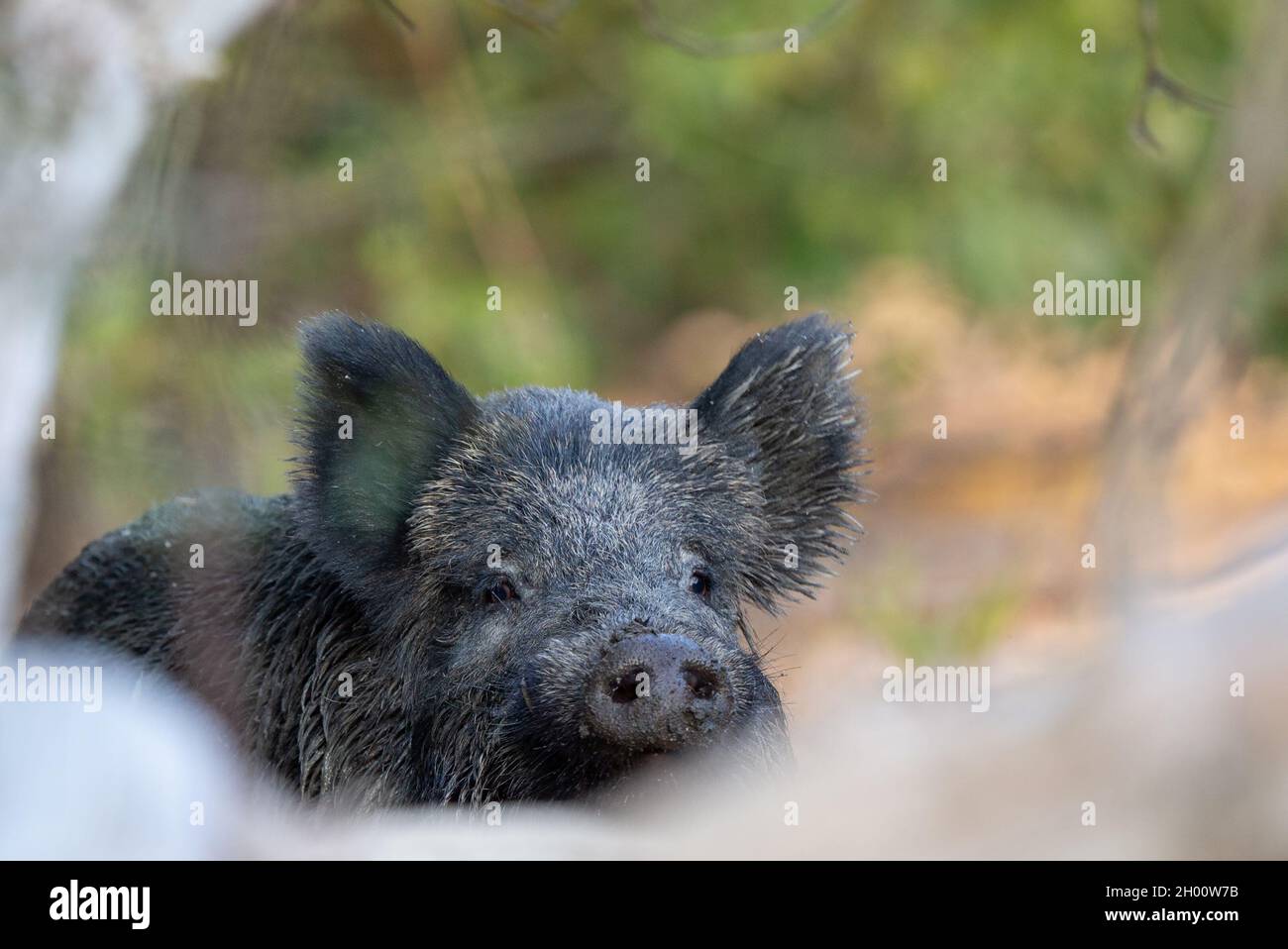 Portrait of female wild boar (sus scrofa ferus) in forest. Wildlife in ...