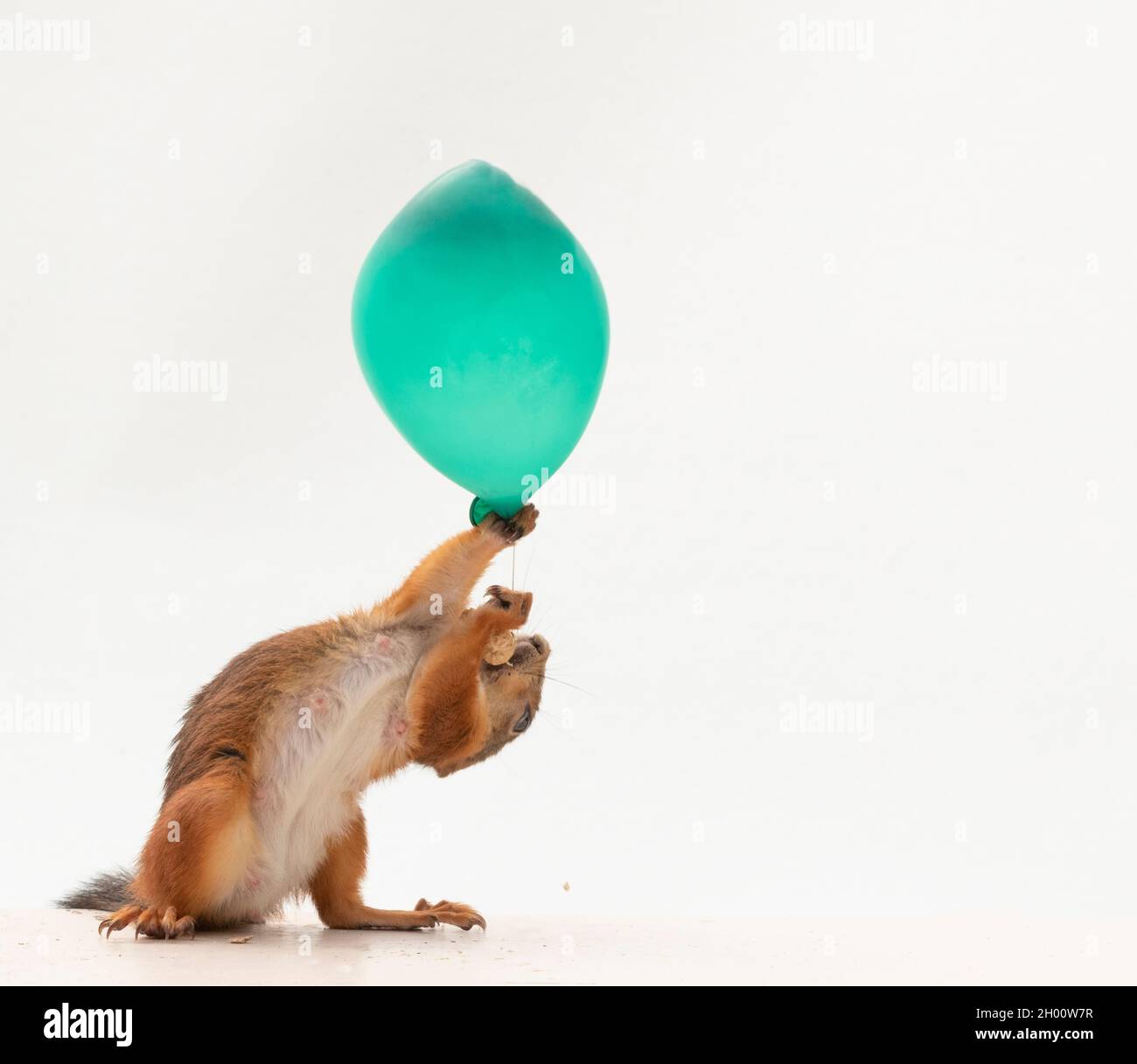 Balloon mushroom hi-res stock photography and images - Alamy