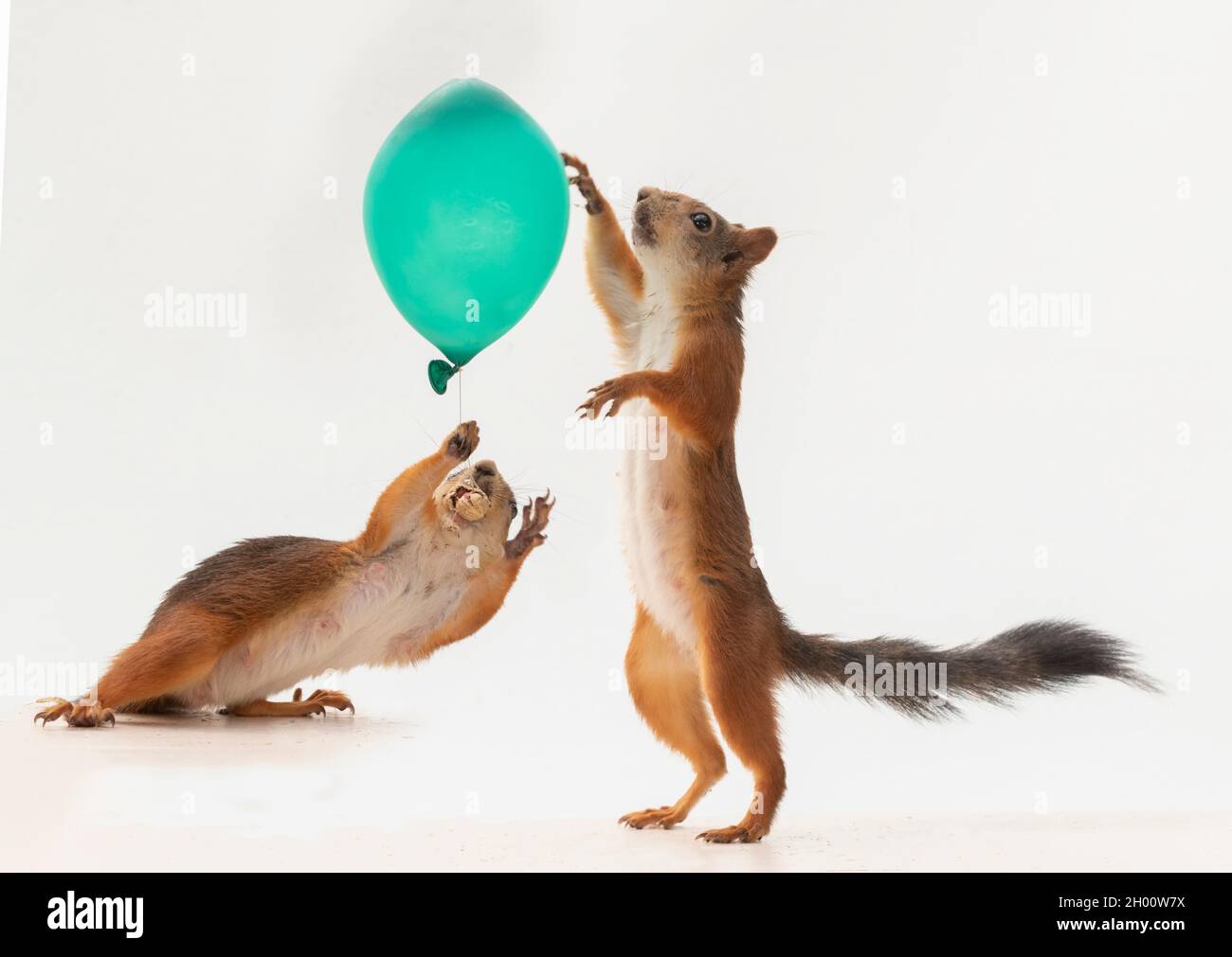 Balloon mushroom hi-res stock photography and images - Alamy