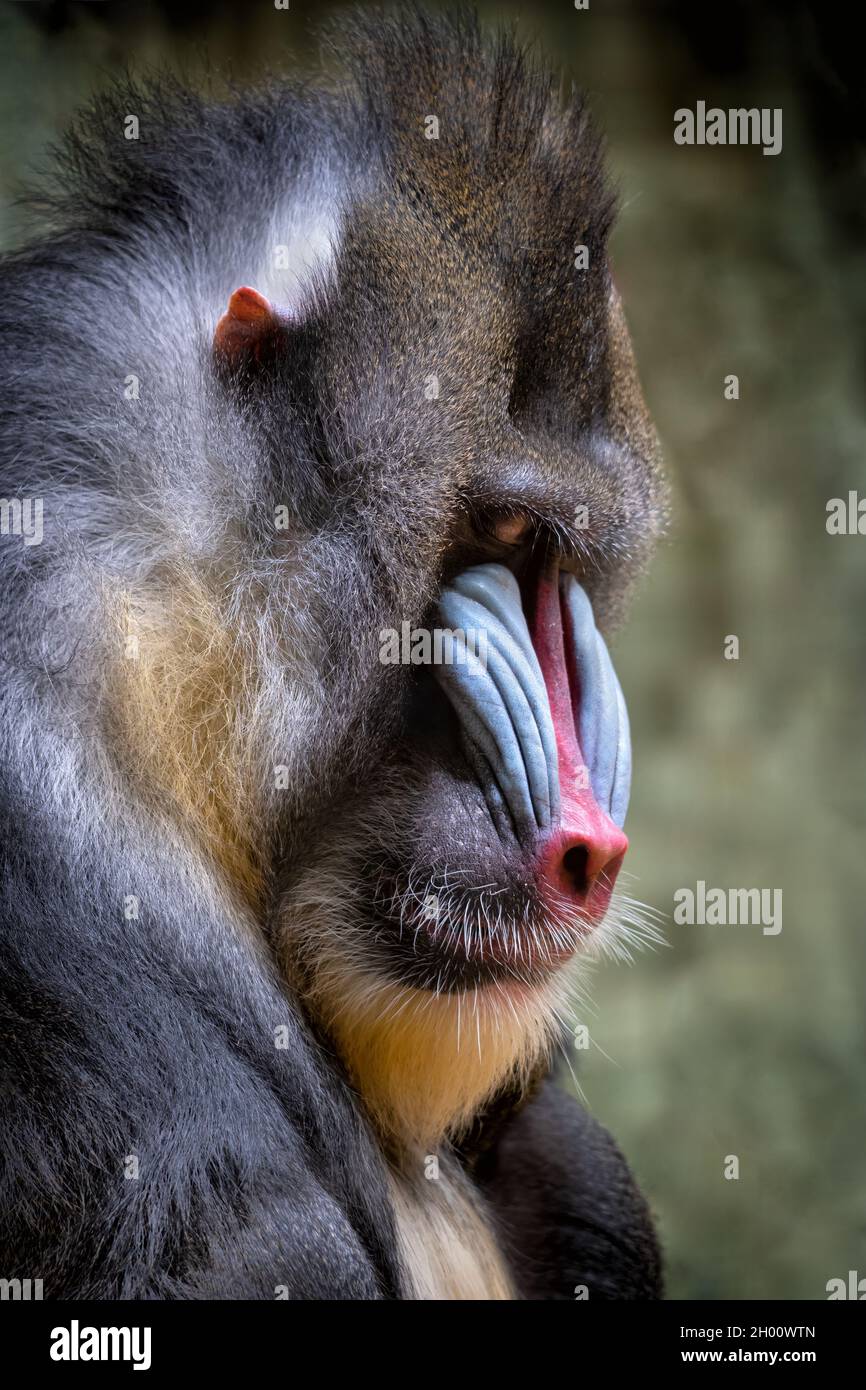 The mandrill (Mandrillus sphinx) portrait, the Old World monkey, a ...