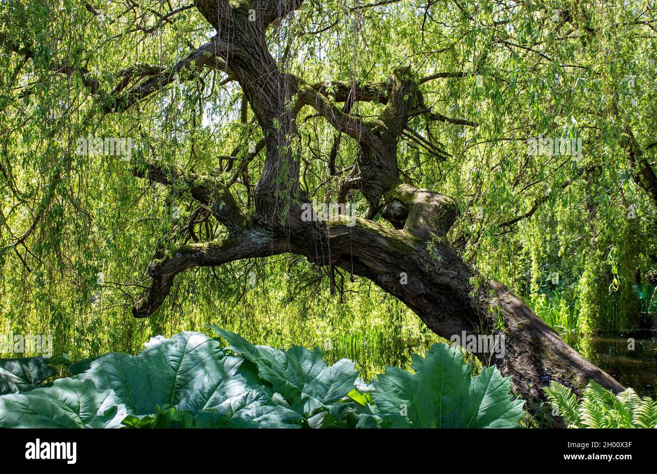 Beautiful tree leaning over the water at Cambridge Botanical Gardens ...
