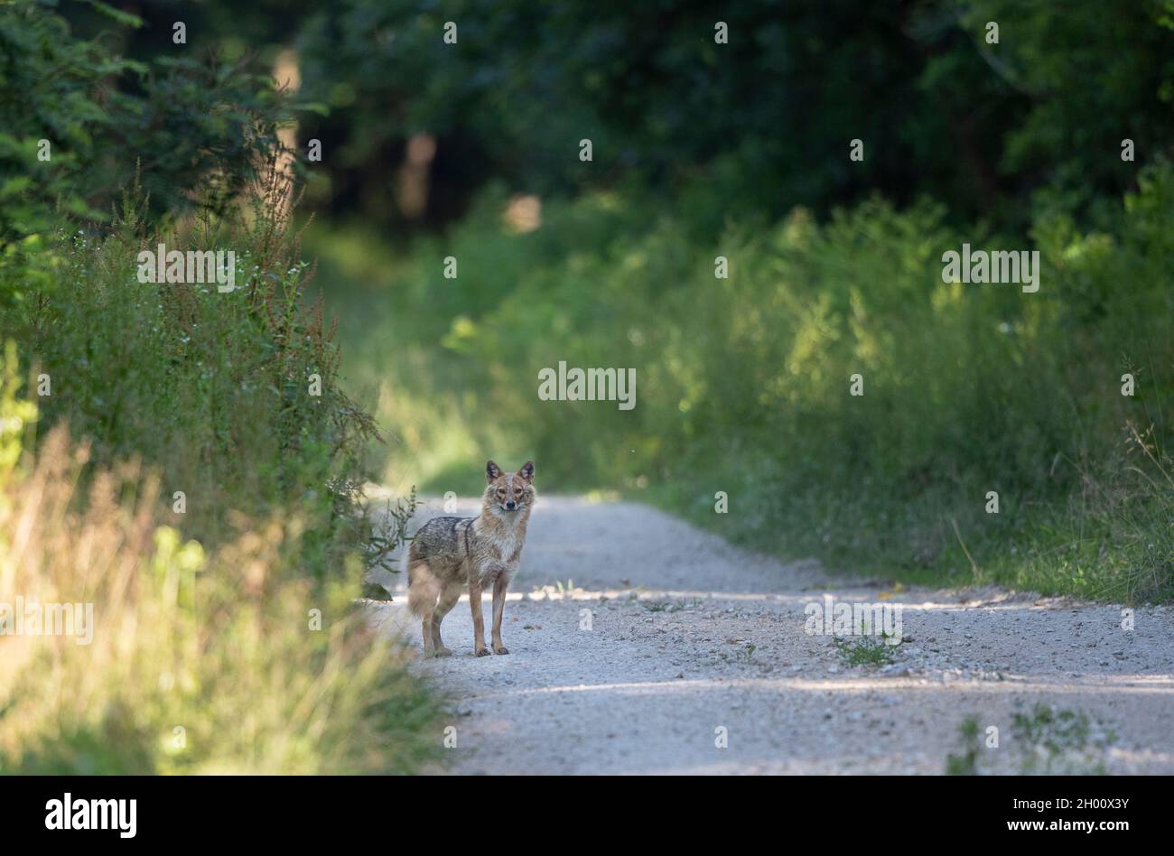 Golden jackal, southeast europe wildlife animal, standing in forest, in ...