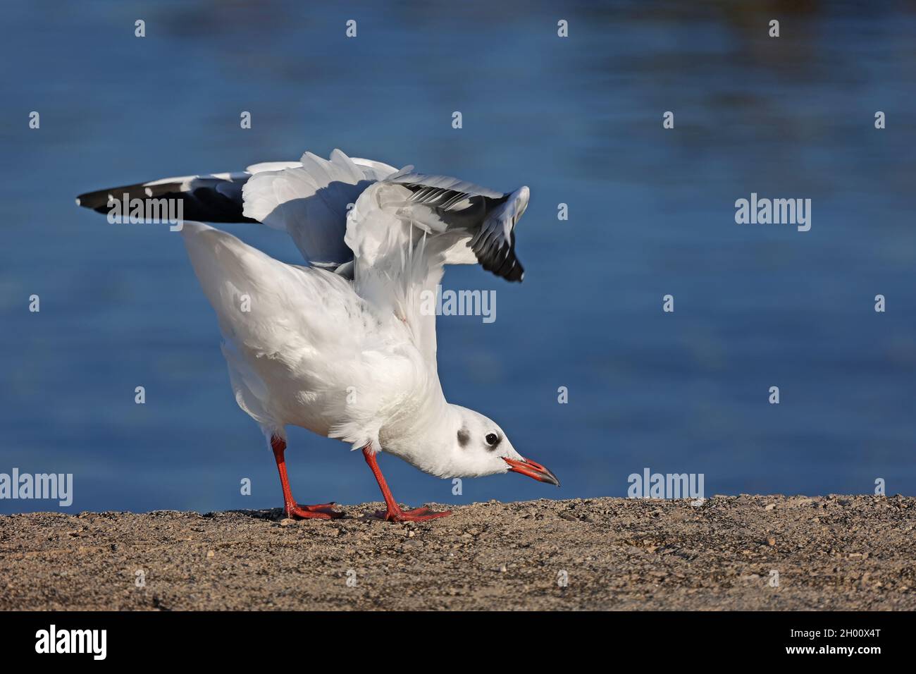 The reverence of a seagull to a photographer on the beach Stock Photo ...
