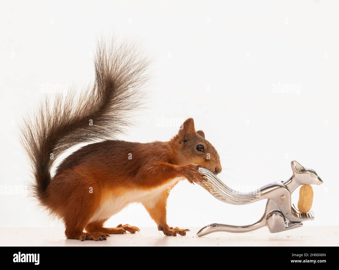 Cracking branch hi-res stock photography and images - Alamy
