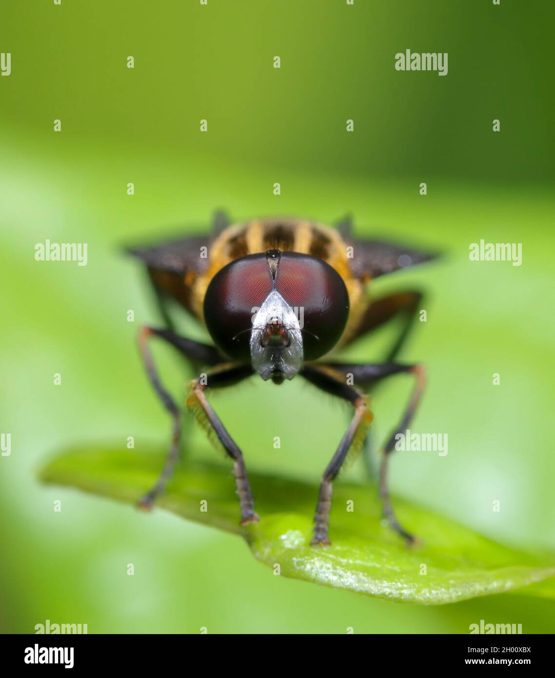Insect with yellow eyes hi-res stock photography and images - Alamy