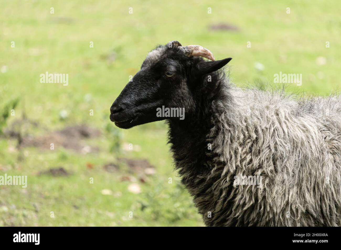 A side view of a grey and black sheep on a background of a green grass ...