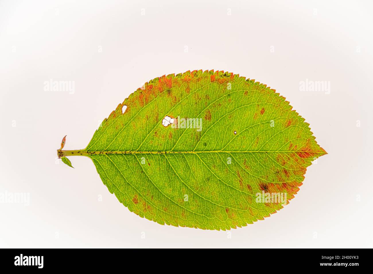 Black rowanberry color fresh autumn leaf on white background Stock ...