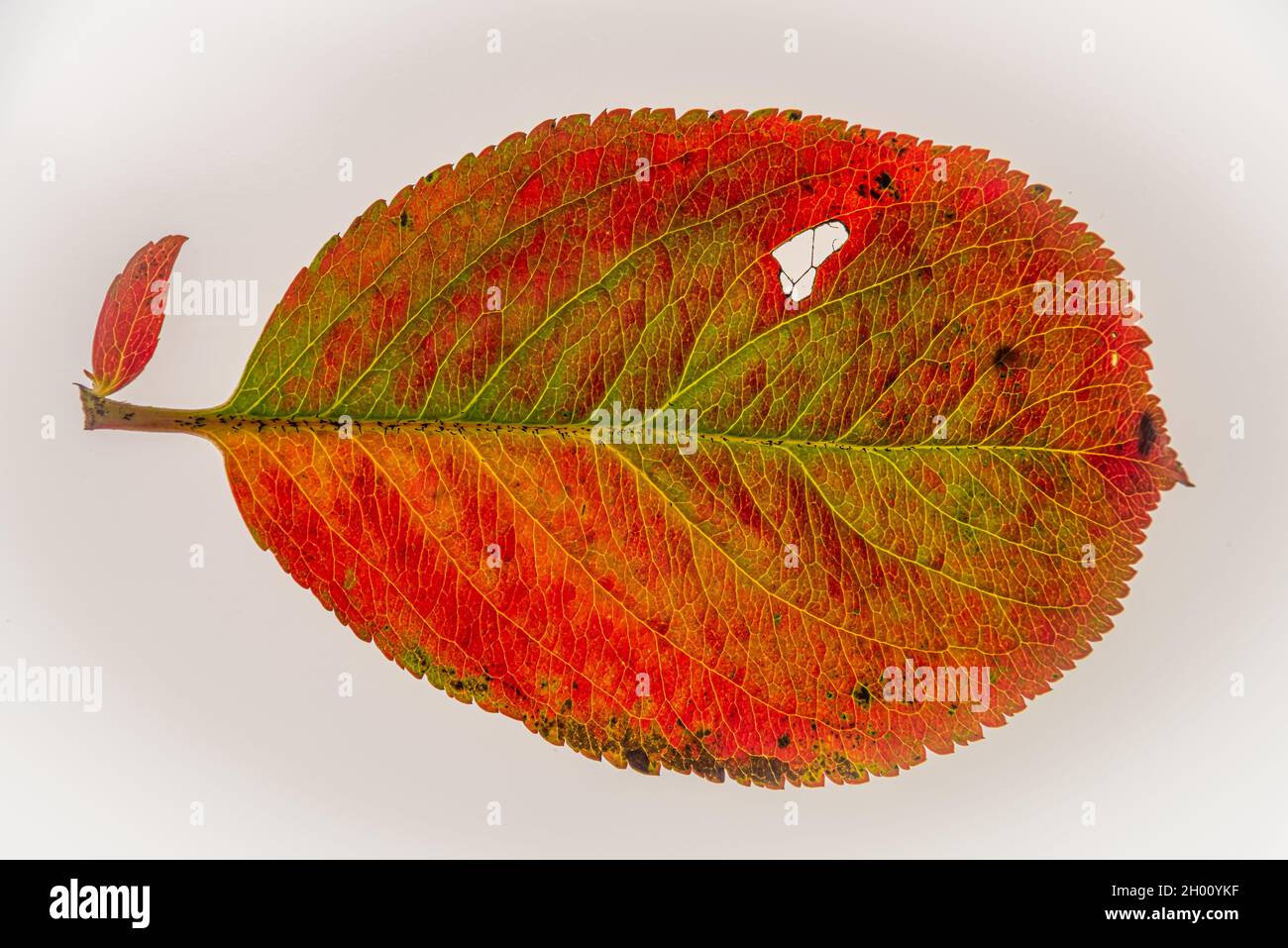 Black rowanberry hi-res stock photography and images - Alamy