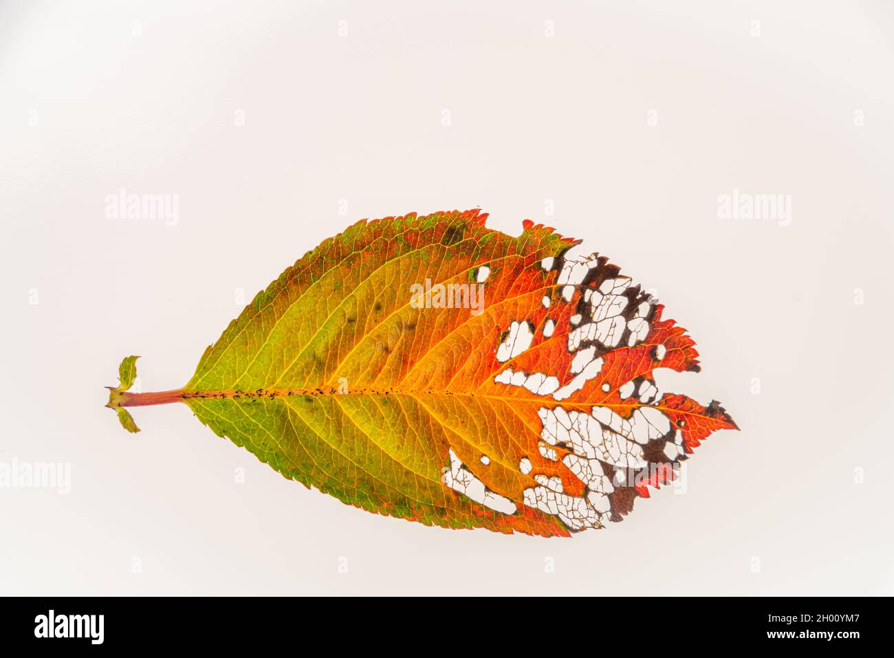 Black rowanberry color fresh autumn leaf on white background Stock ...