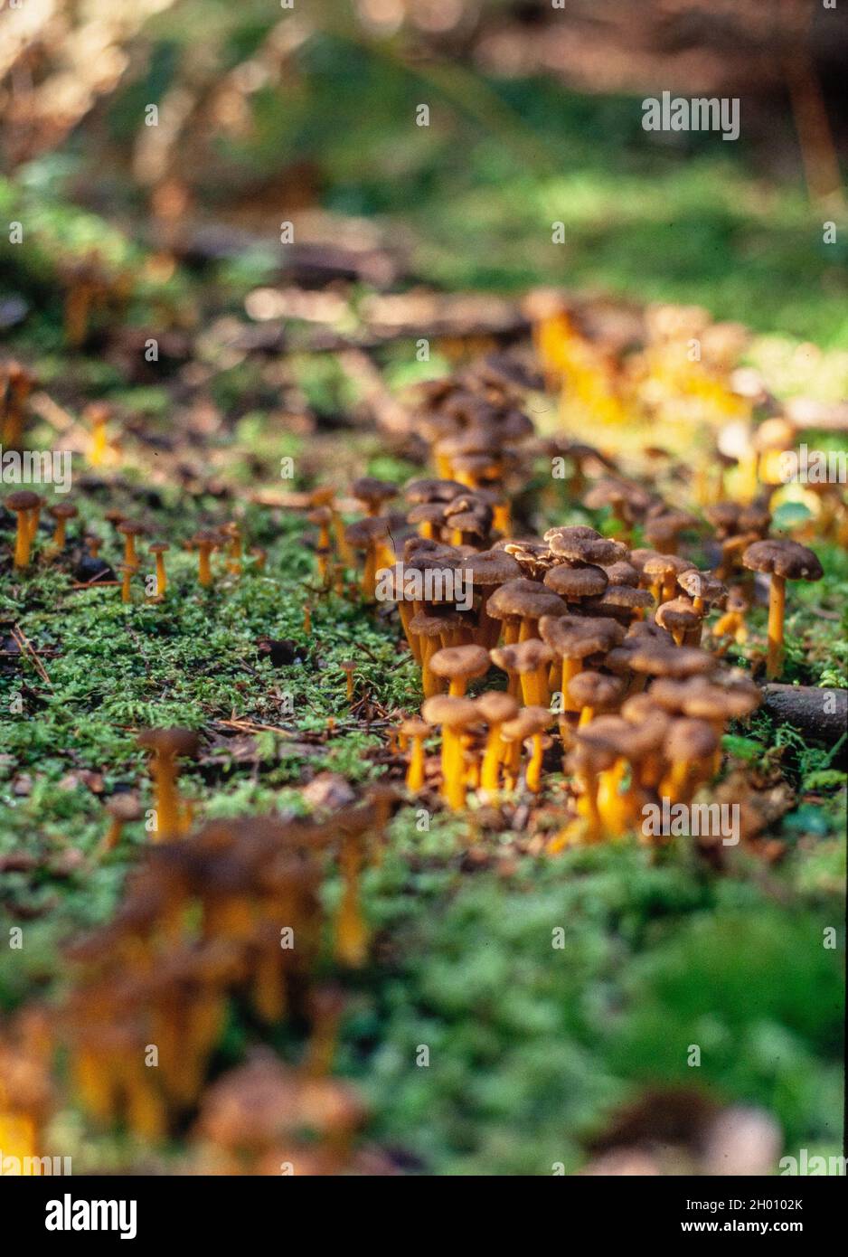 Cantharellus tubaeformis, known as yellowfoot, winter mushroom Stock ...
