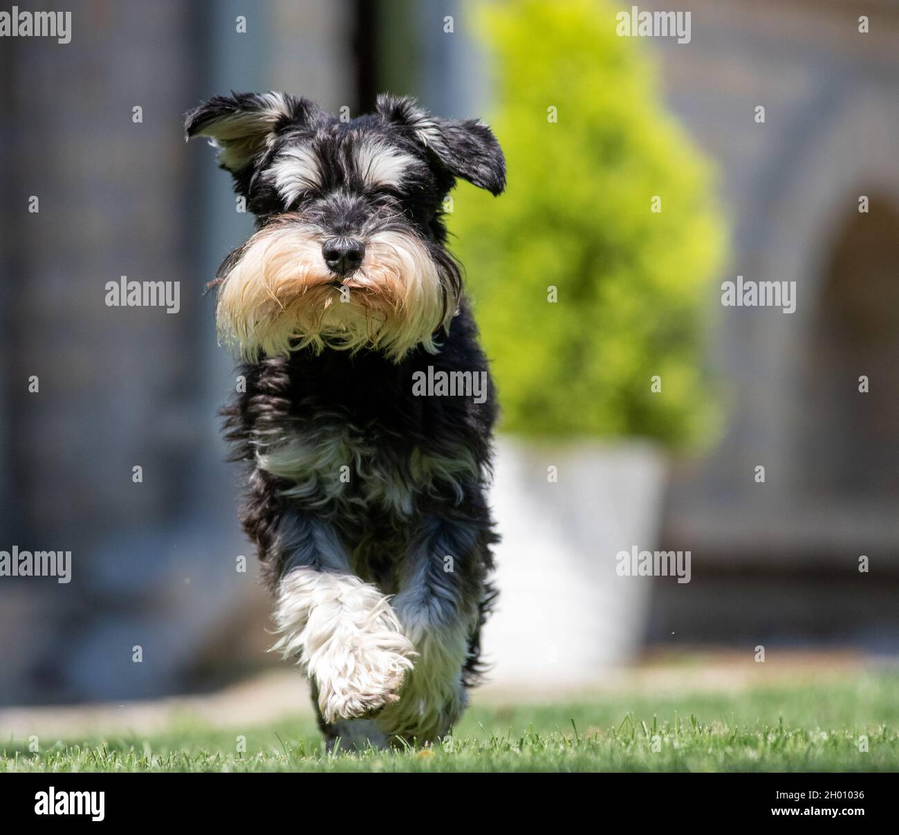 Cute dog miniature schnauzer running on grass in garden Stock Photo - Alamy