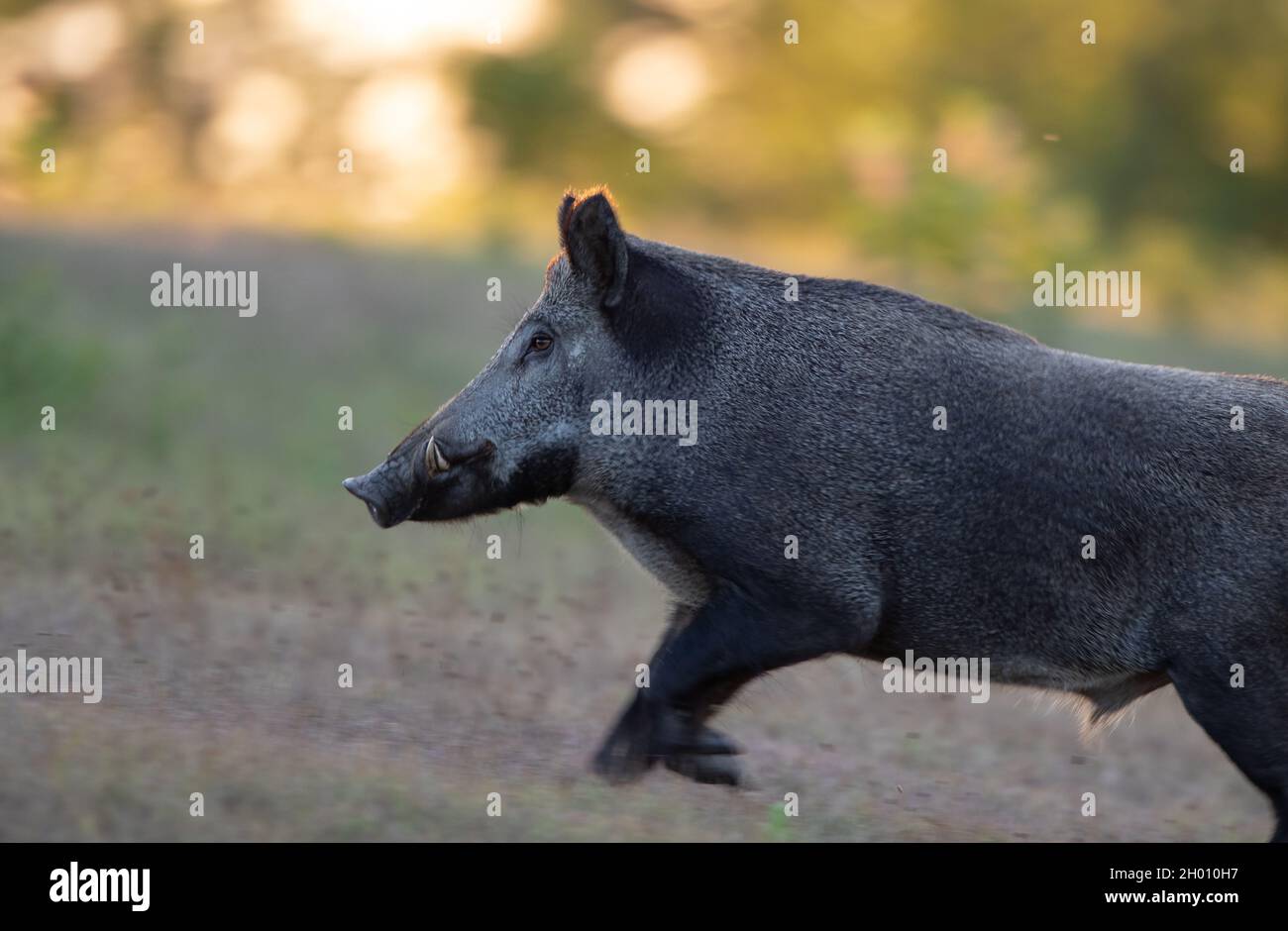 Wild boar (sus scrofa ferus) running in forest on meadow. Wildlife in ...