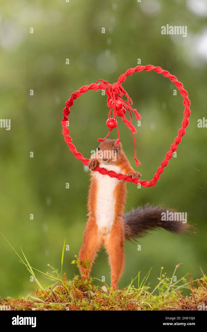 Squirrel holding heart hi-res stock photography and images - Alamy