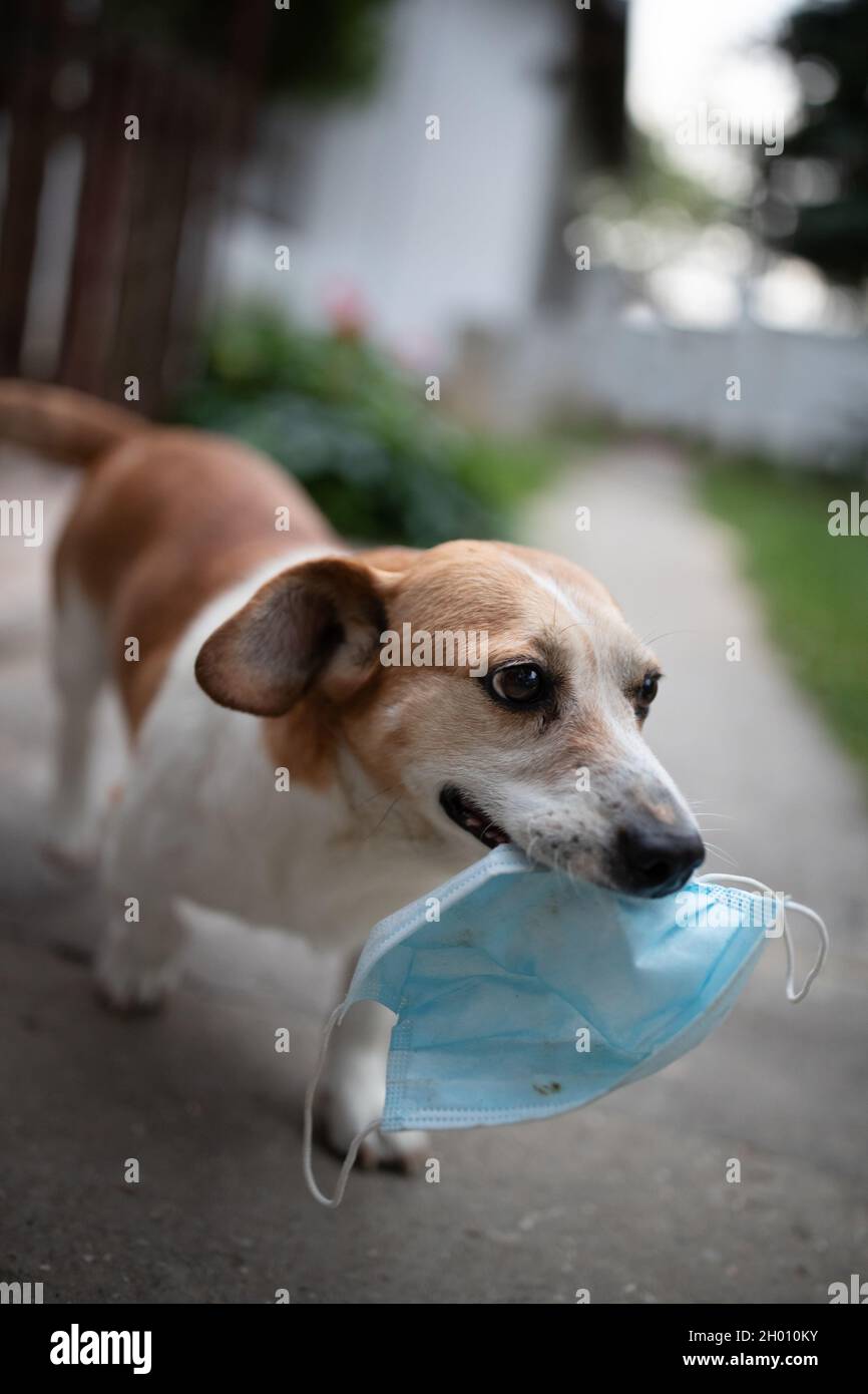 Cute dog removed surgical mask from face and carrying in mouth in ...