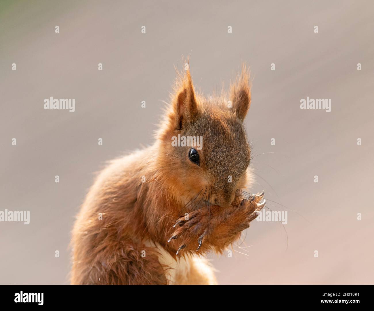 Squirrel cleaning hi-res stock photography and images - Alamy
