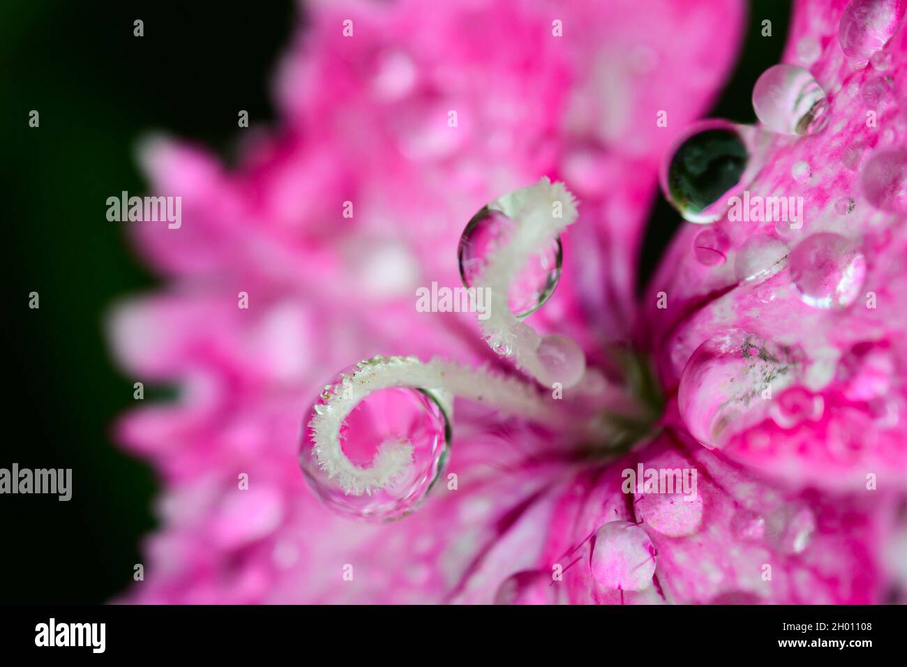 Raindrop on flower hi-res stock photography and images - Alamy