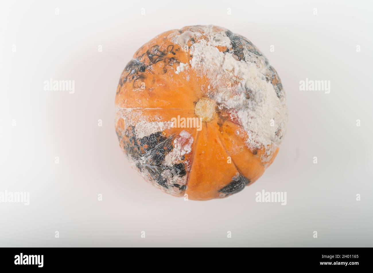 Spoiled pumpkin in mold on white background Stock Photo - Alamy