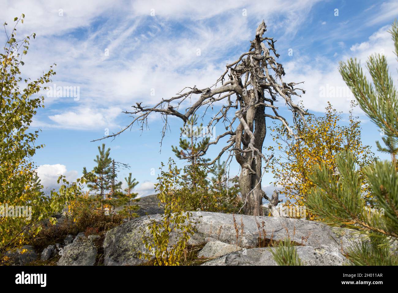 Swamp or lake with megalithic seid boulder stones, dead trees in nature ...