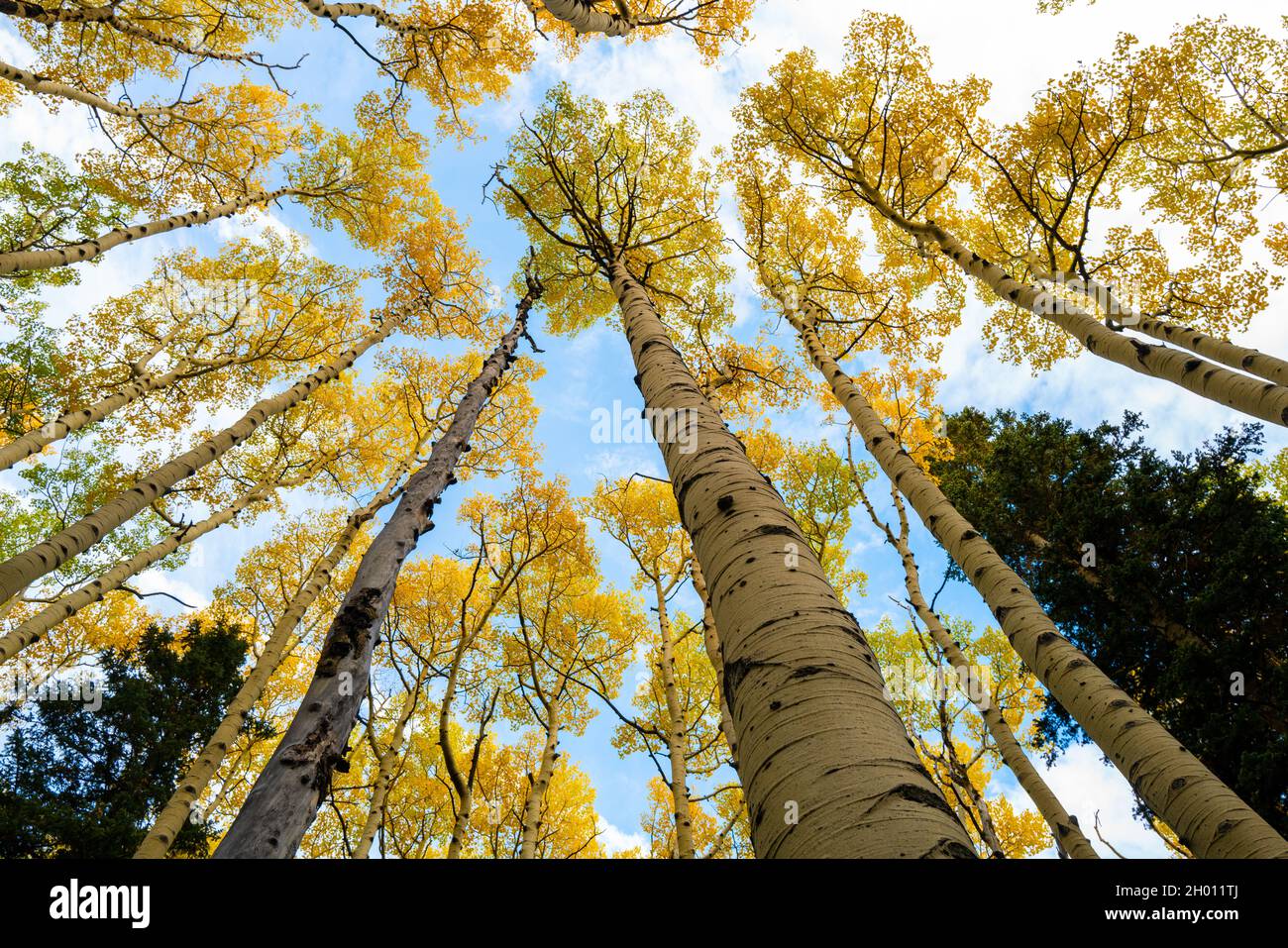 Golden fall foliage of quaker aspens in San Francisco Peaks near ...