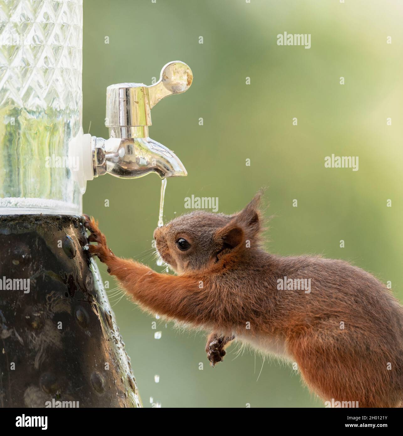 Drinking from wet moss hi-res stock photography and images - Alamy
