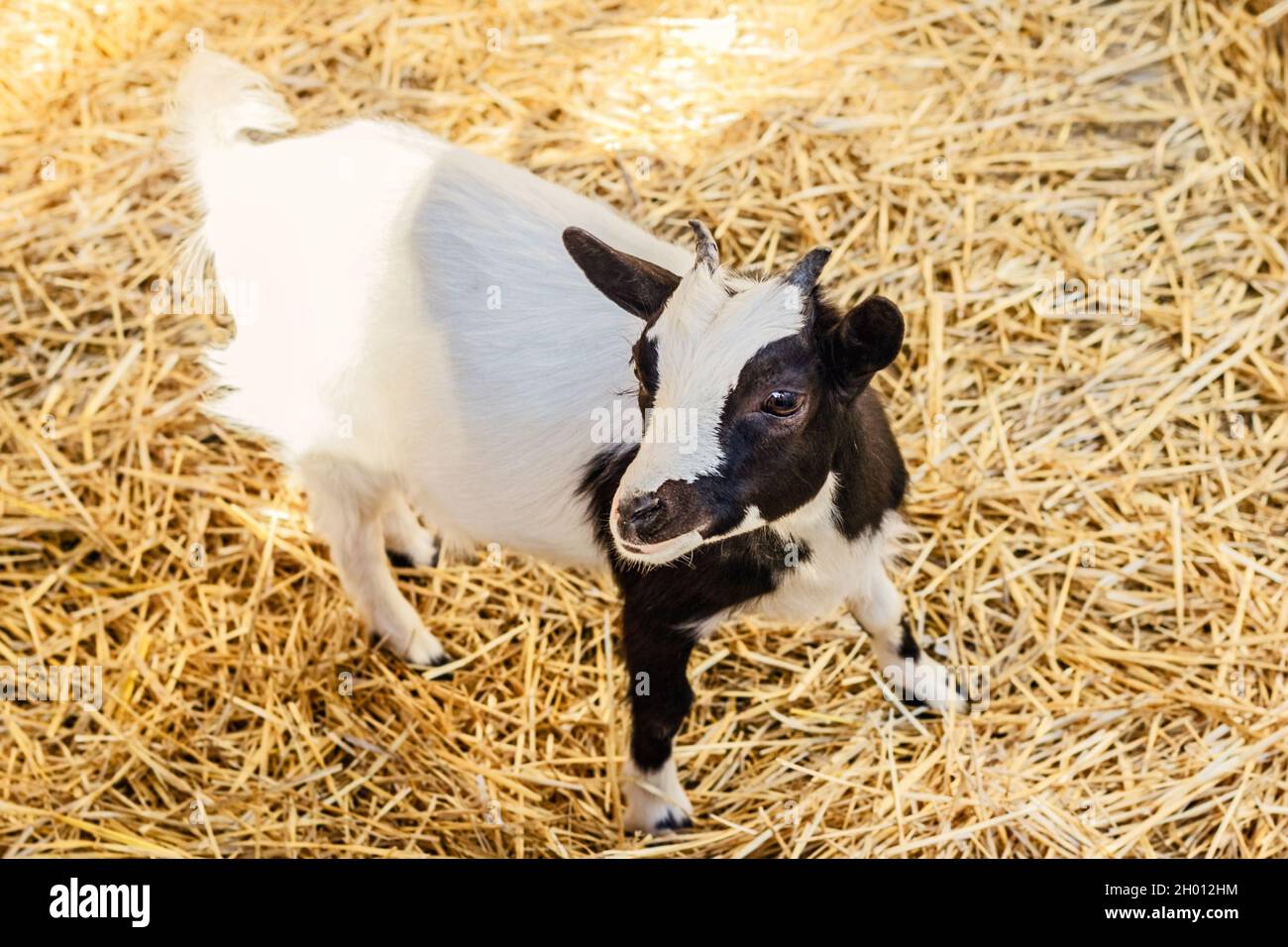 Stiff legged goats hi-res stock photography and images - Alamy