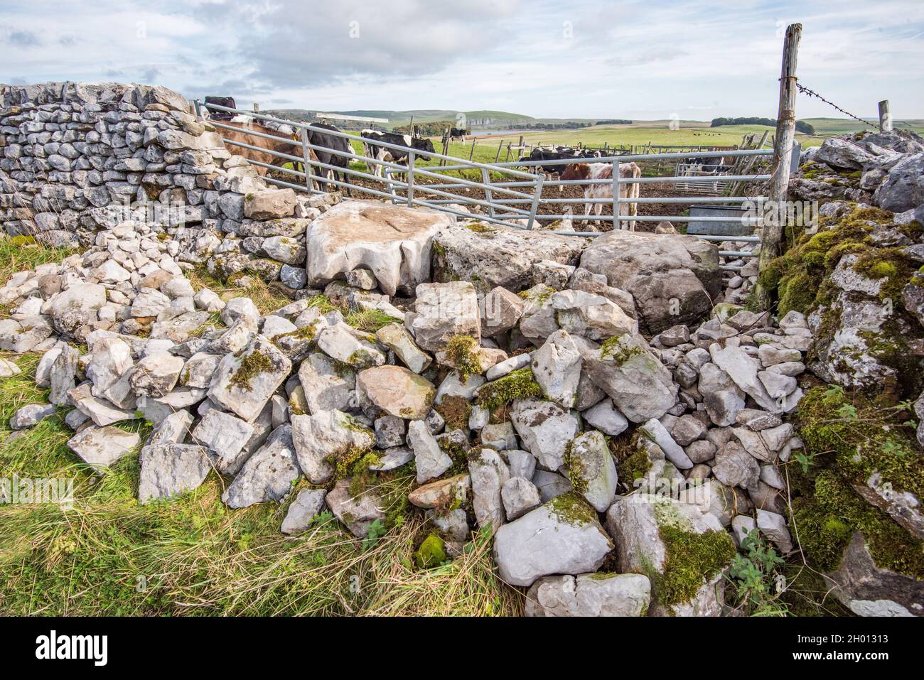 Malham moor cattle hi-res stock photography and images - Alamy