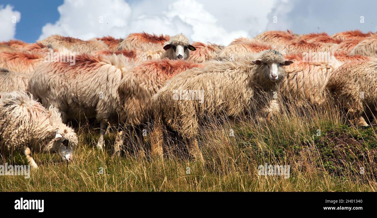 herd of sheep in alps dolomites mountains, ovis aries, sheep is typical ...