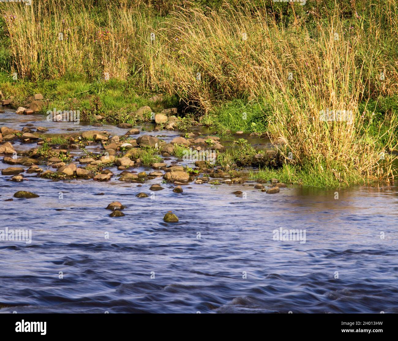 Grasses by a river in late summer. The pattern in the flowing water is ...