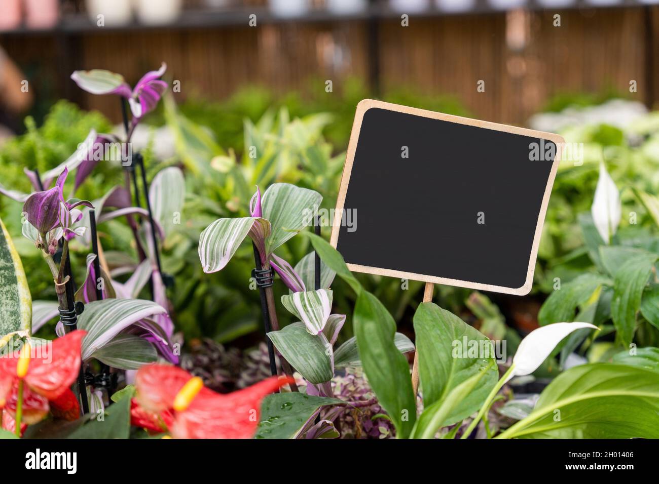 Focus on summer garden with nameplate. Garden with fresh plants ...