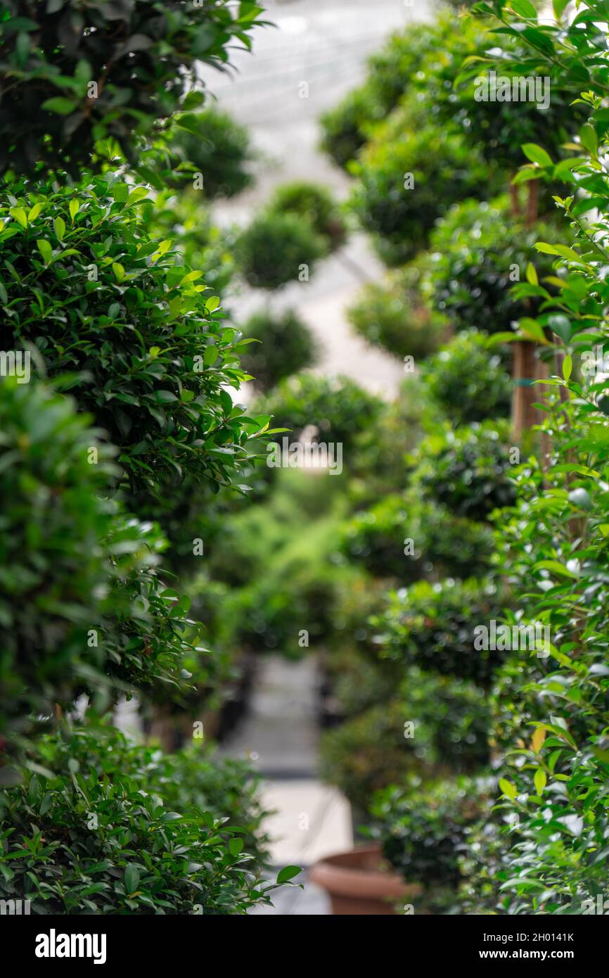 Focus on nature garden trees in green Stock Photo - Alamy