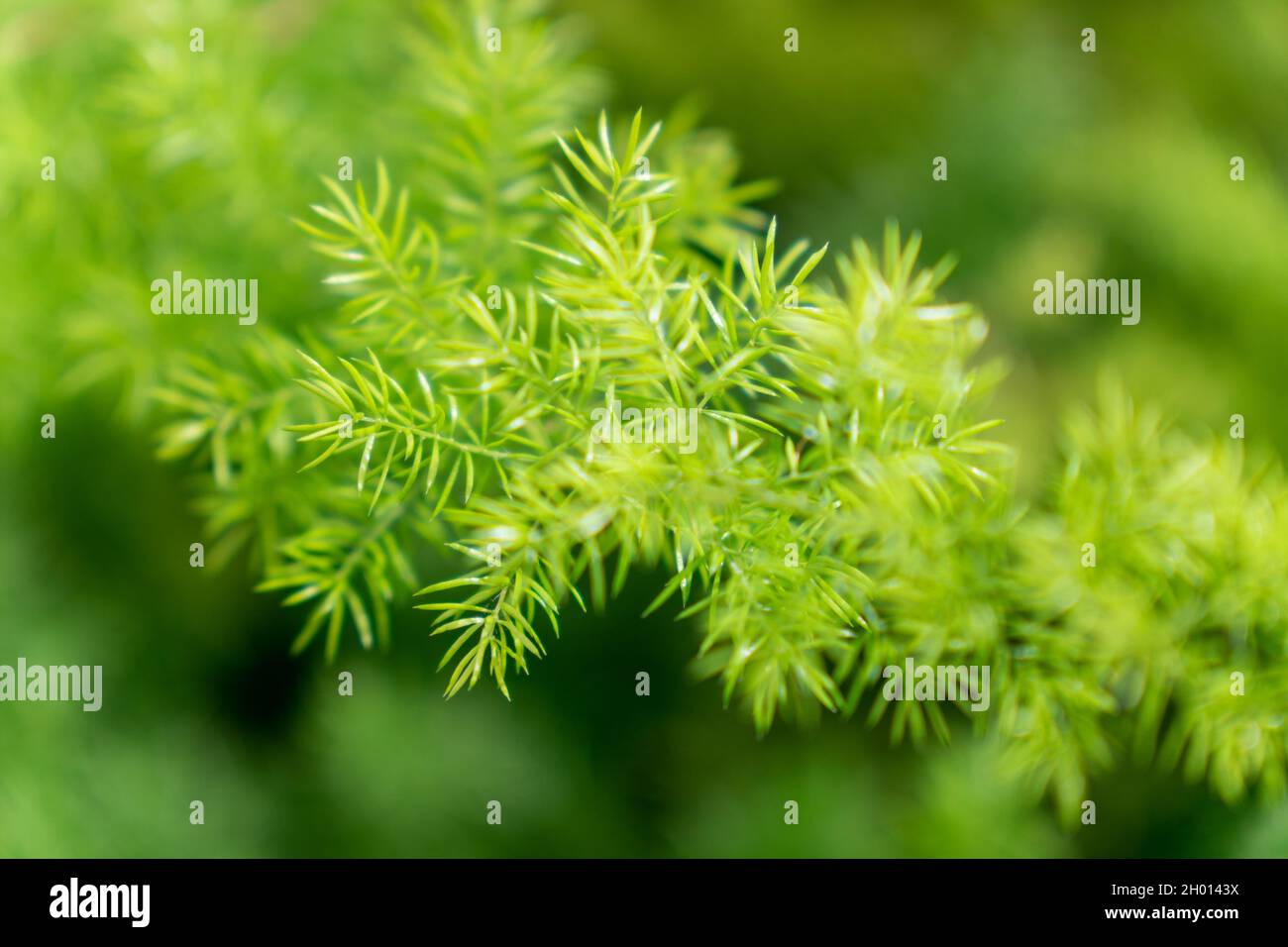 Focus on nature green small trees plants in garden Stock Photo - Alamy