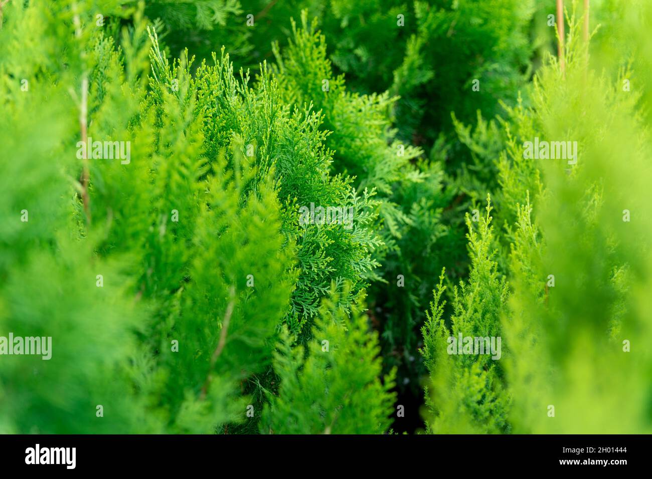 Small trees plants hi-res stock photography and images - Alamy