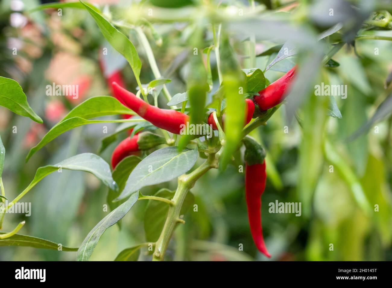 Focus on nature red chilli pepper with green leaves in garden Stock ...