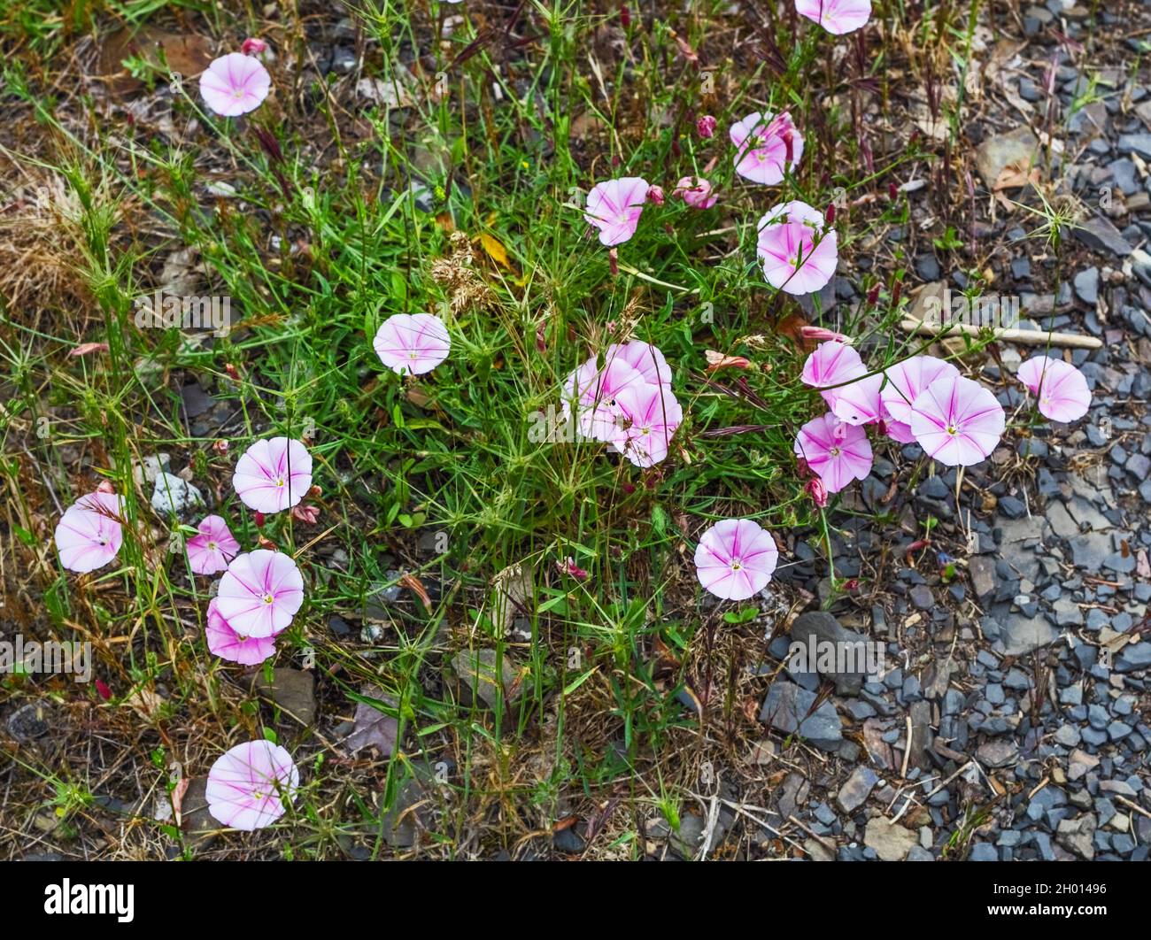Creeping white bindweed hi-res stock photography and images - Alamy