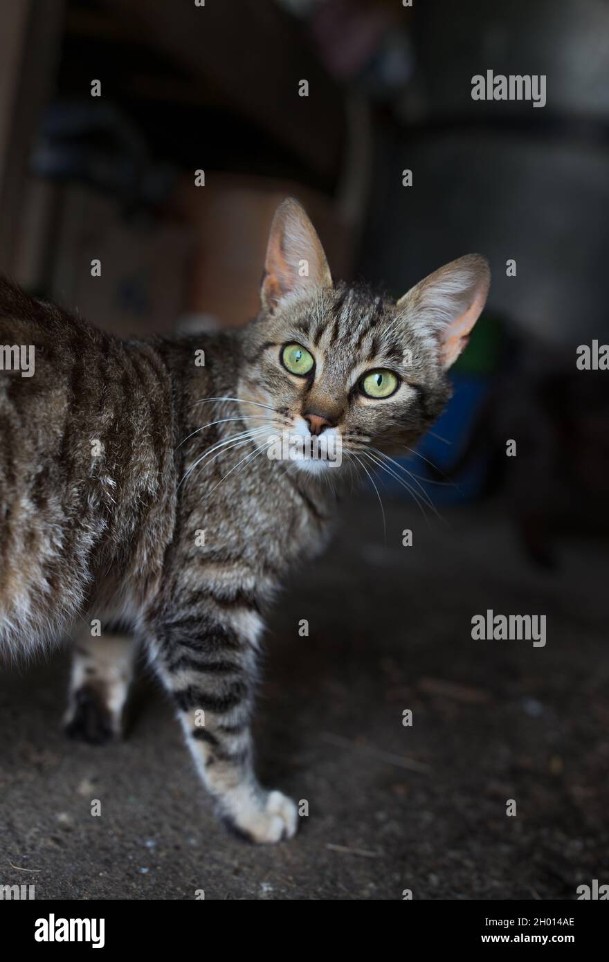 Rear view of cute tabby cat looking over shoulder Stock Photo - Alamy