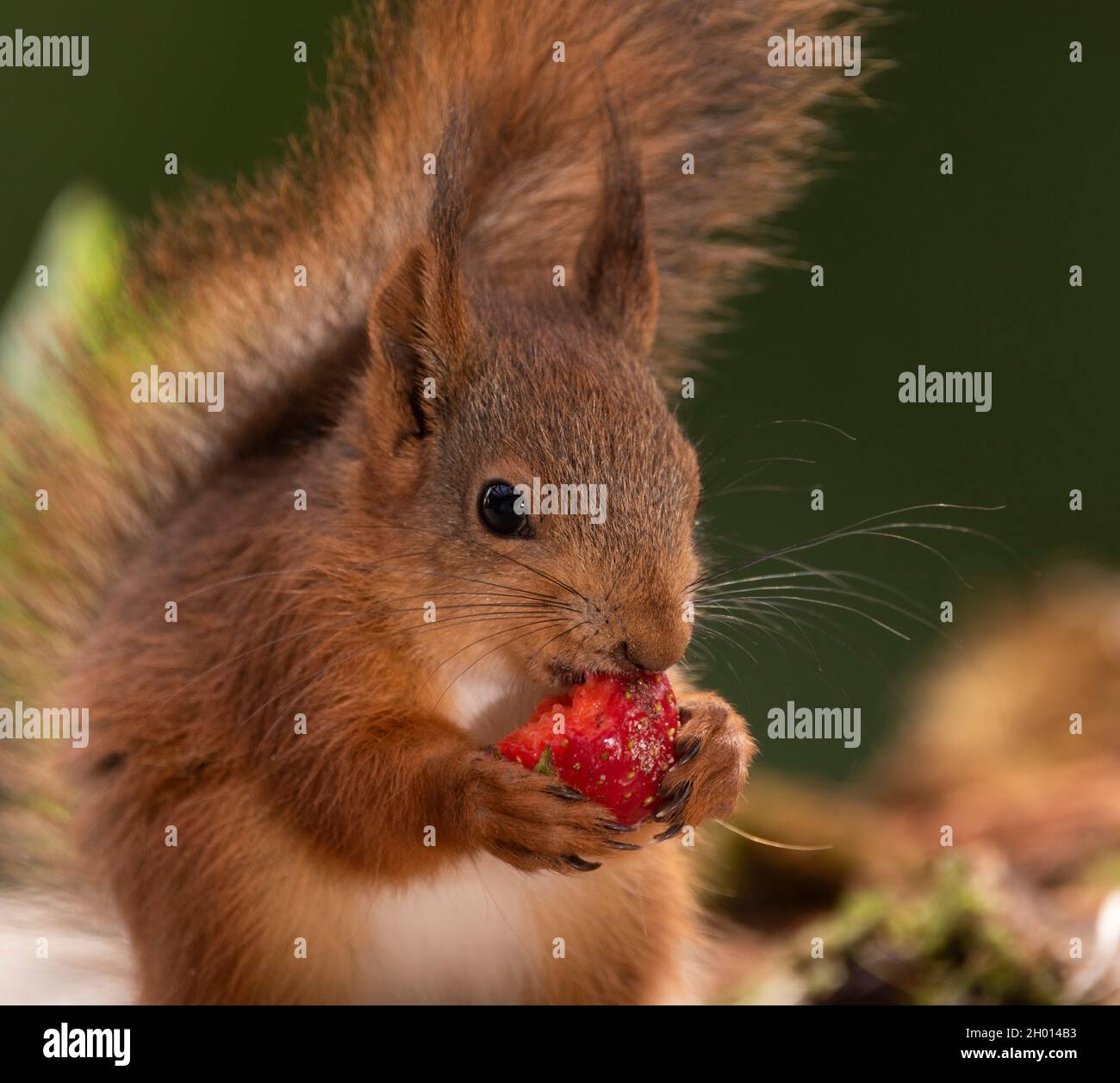 young red squirrel is eating a strawberry Stock Photo - Alamy