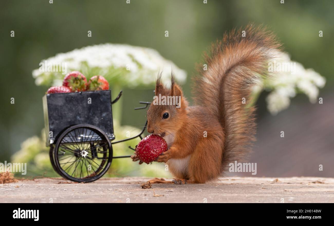 Squirrel eating strawberry hi-res stock photography and images - Alamy
