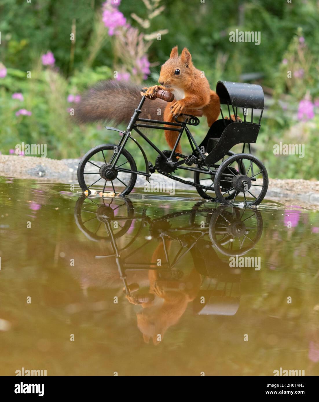 Water cycle in nature hi-res stock photography and images - Alamy
