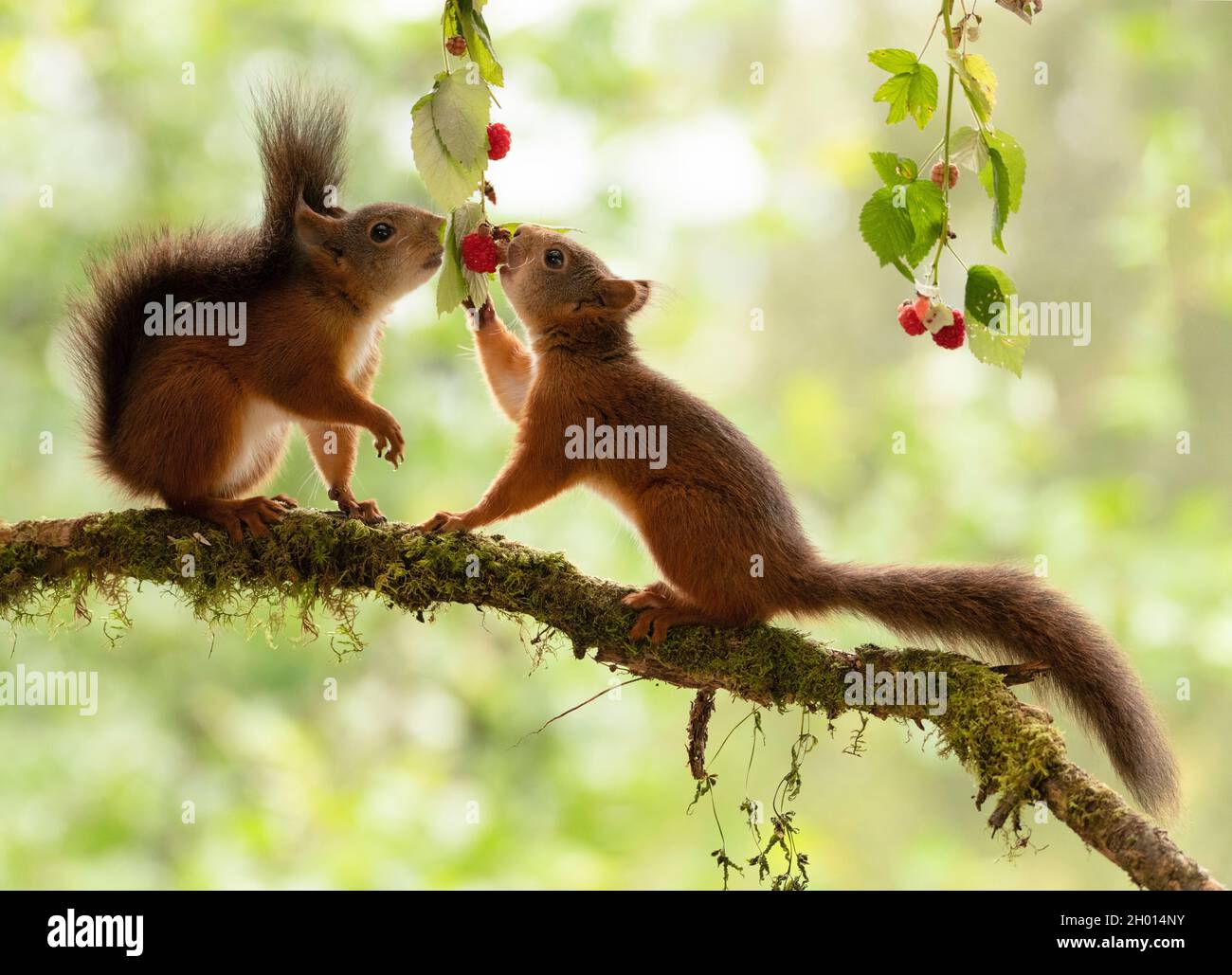 red squirrels on moss are eating an raspberry Stock Photo - Alamy