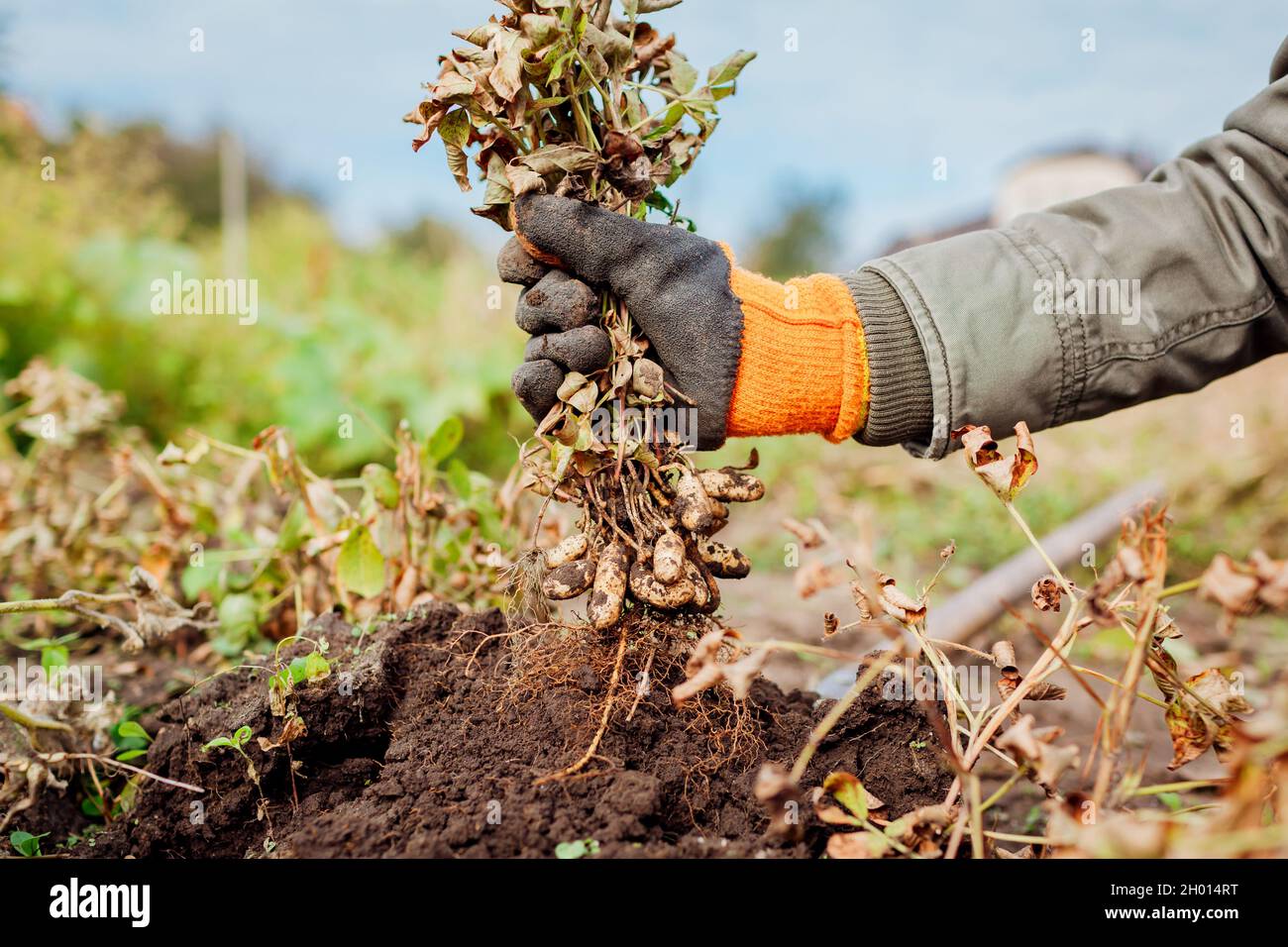 Farmer picking peanuts digging crop in fall. Gardener holding bunch ...