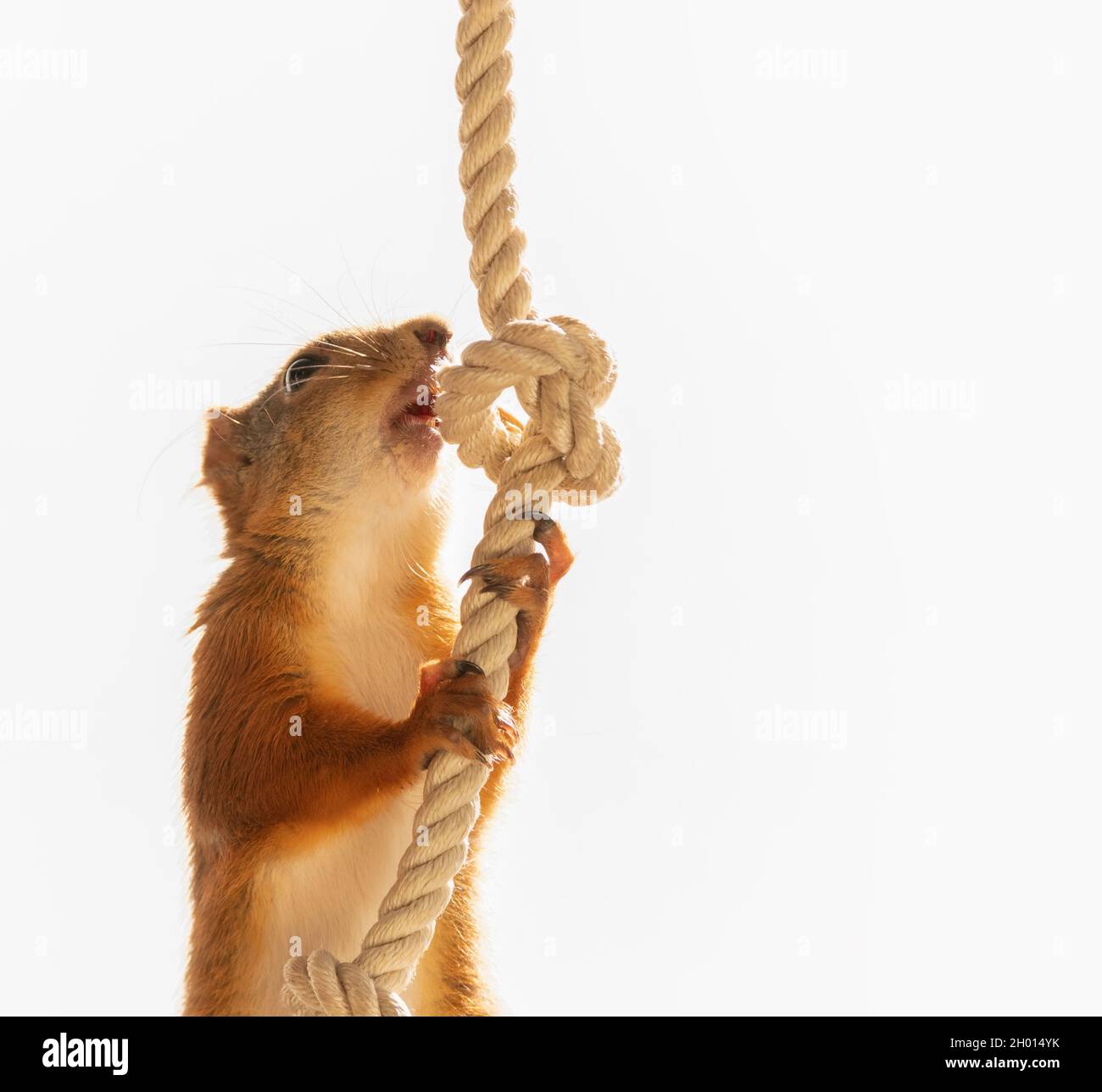 young red squirrel is holding a rope with knots Stock Photo - Alamy