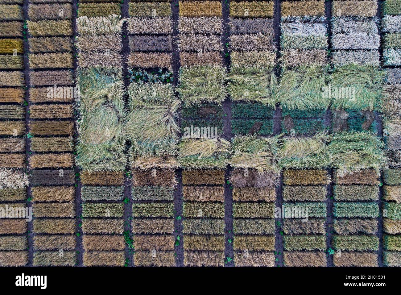 Top view of agricultural test plots with different sorts of cereal ...