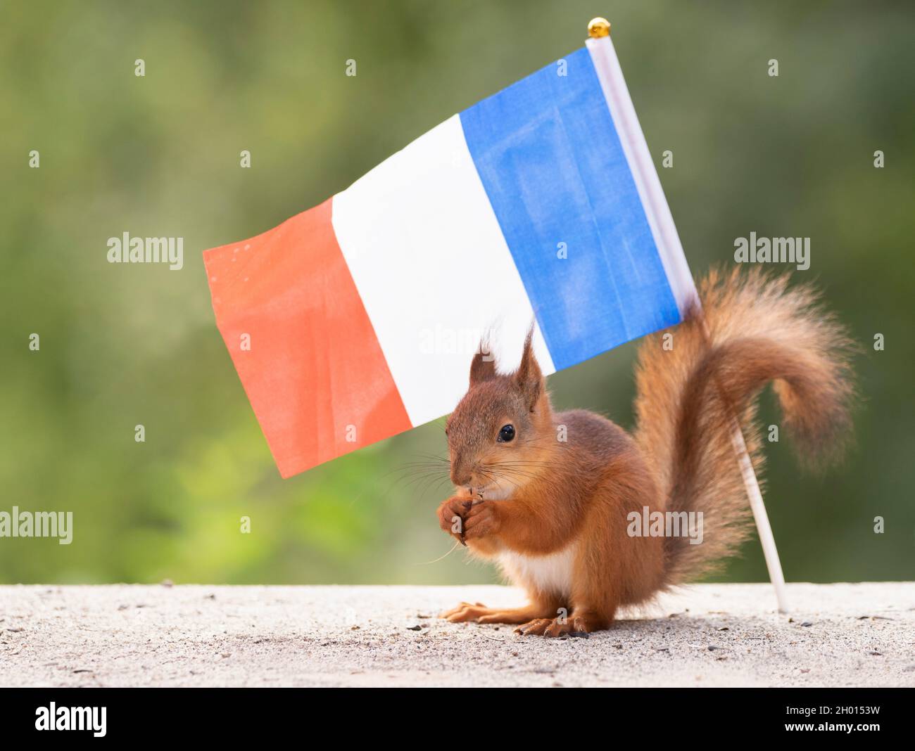 Sweden france flag hi-res stock photography and images - Alamy