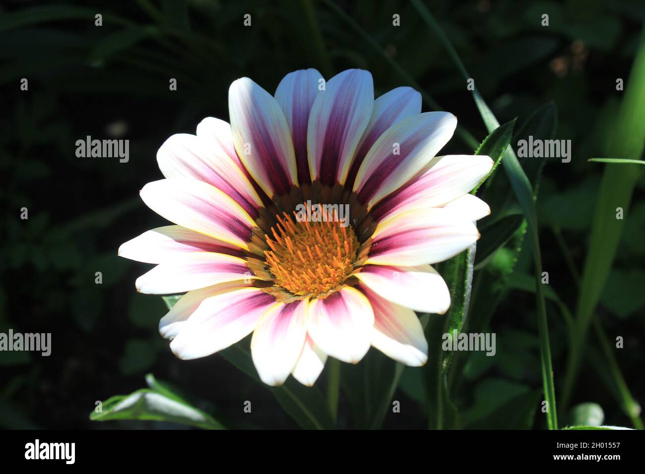 manzara doğa çiçek bitkiFlowering plant flower petal Freshness Plant ...