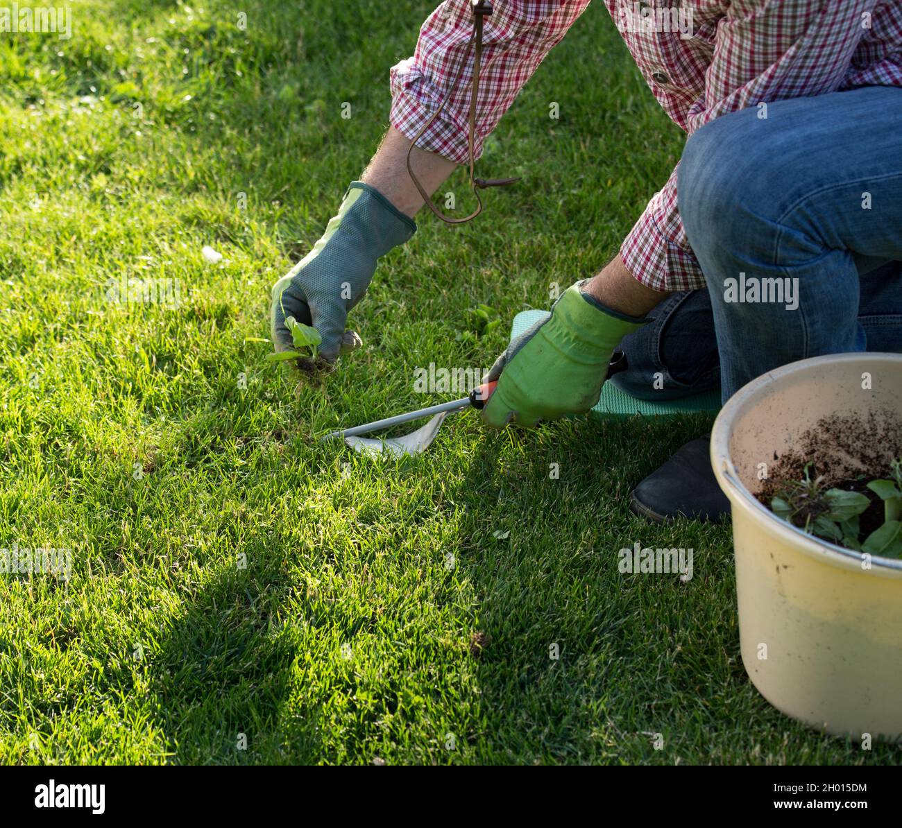 Top view of male's hand with safety gloves weeding from lawn in summer ...