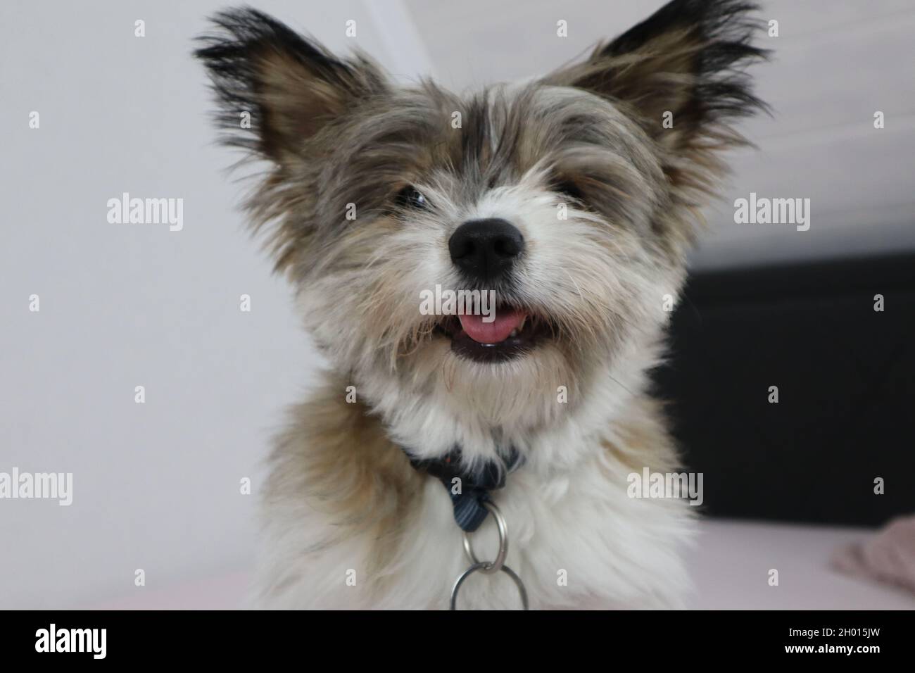 A cute Yorkshire terrier dog smiling at the viewer after the grooming ...