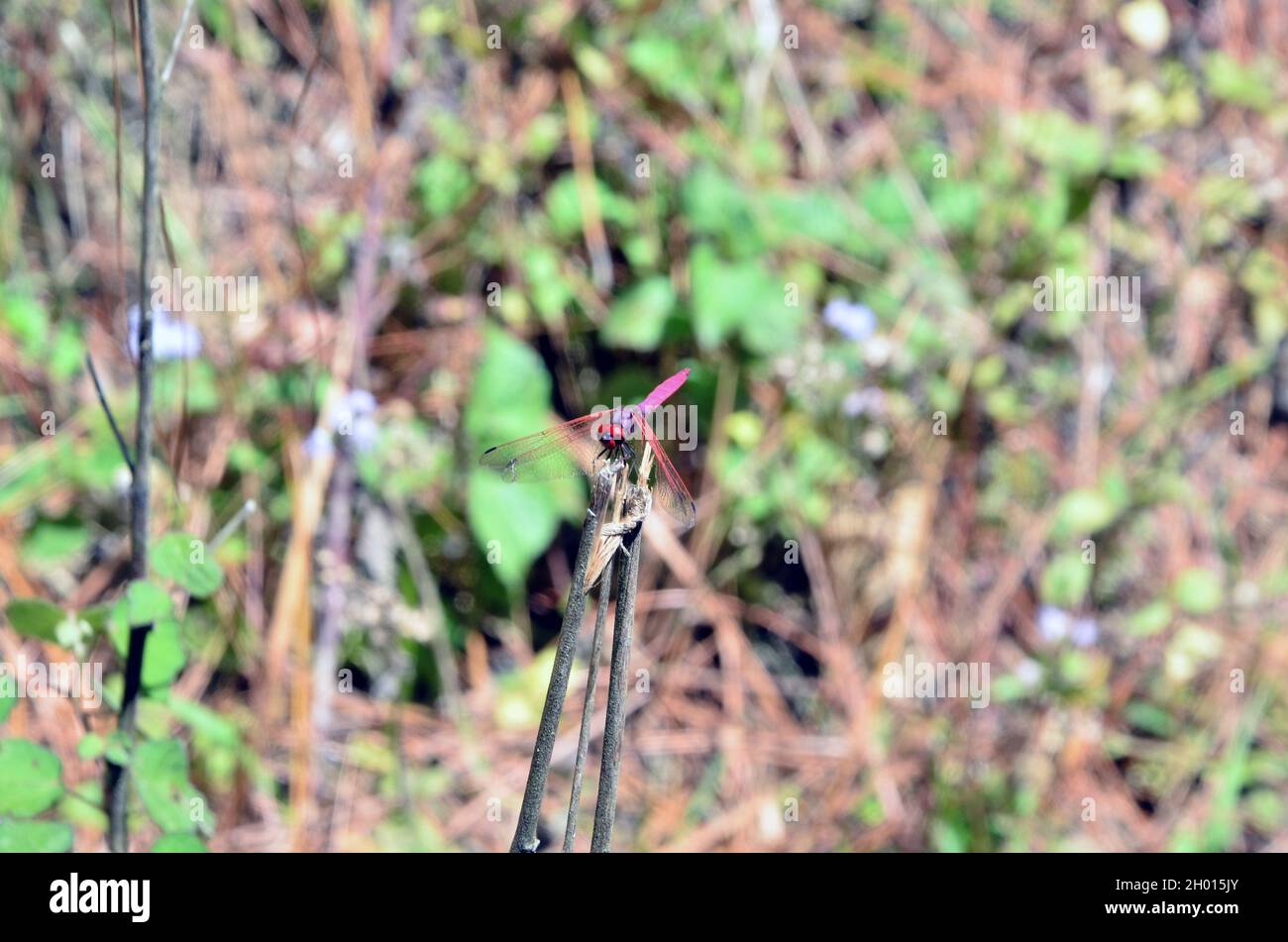 A closeup shot of a beautiful red dragonfly in the forest in Himachal ...