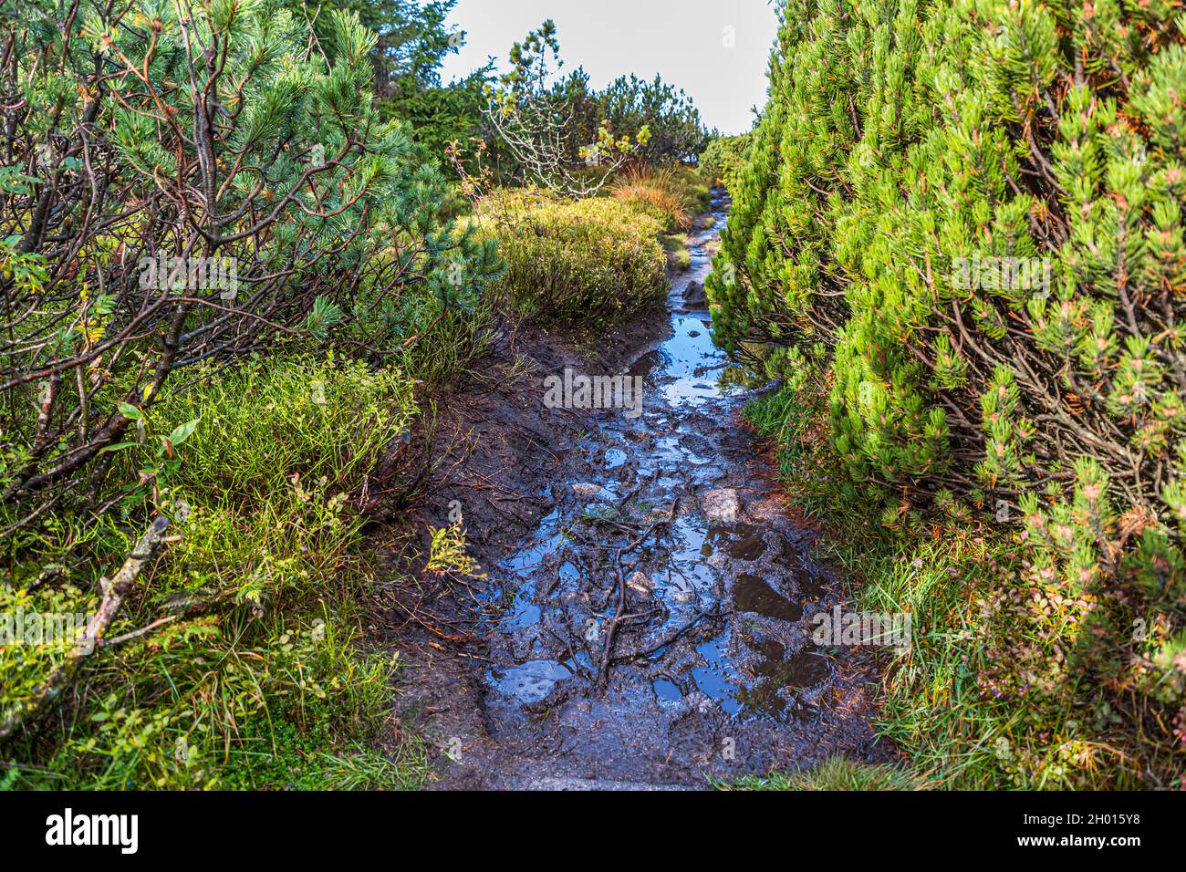 Hiking trail through the Vosges near Orbey, France Stock Photo - Alamy
