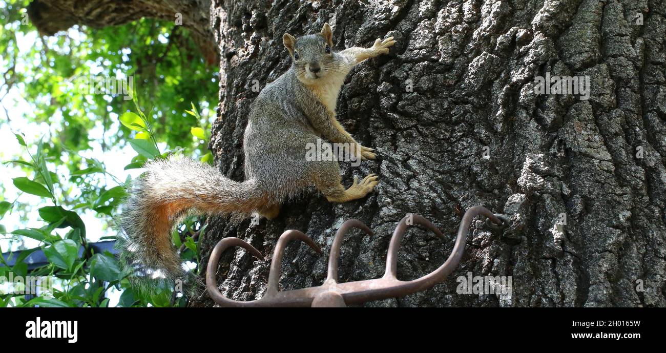 Eastern fox squirrel in a tree hi-res stock photography and images - Alamy