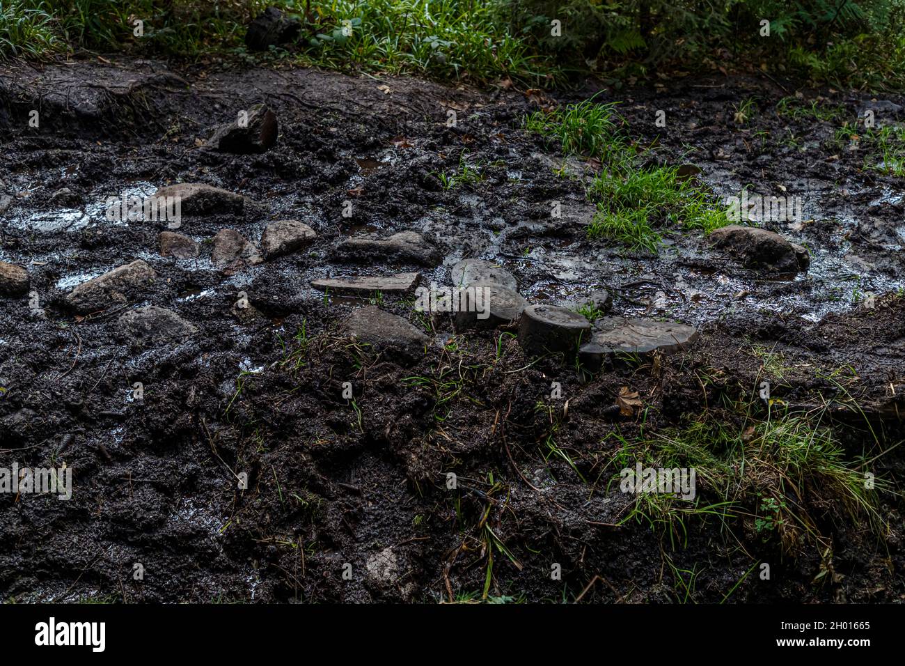 Hiking trail through the Vosges near Orbey, France Stock Photo - Alamy